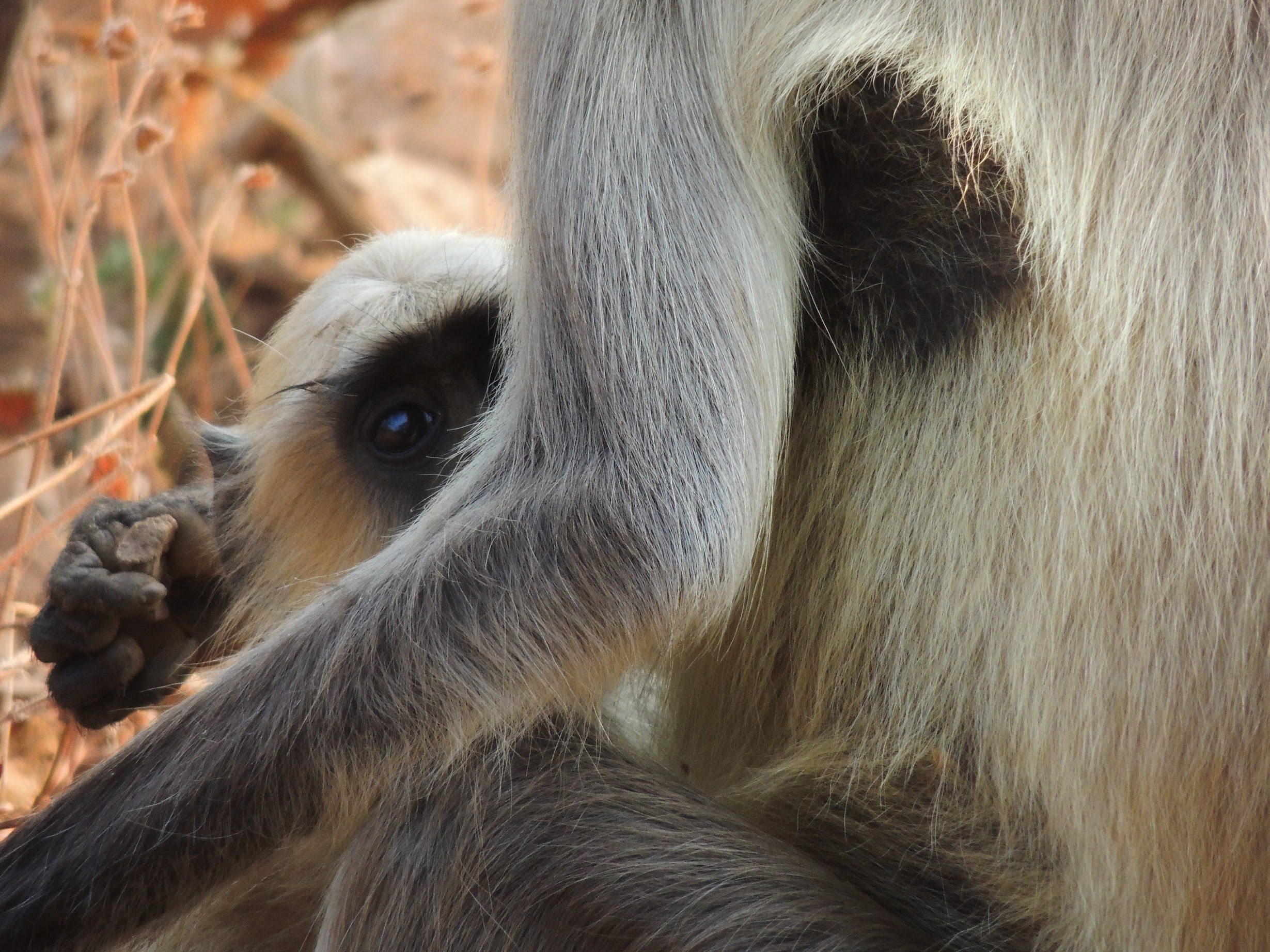 Your perfect safari • Safarinut