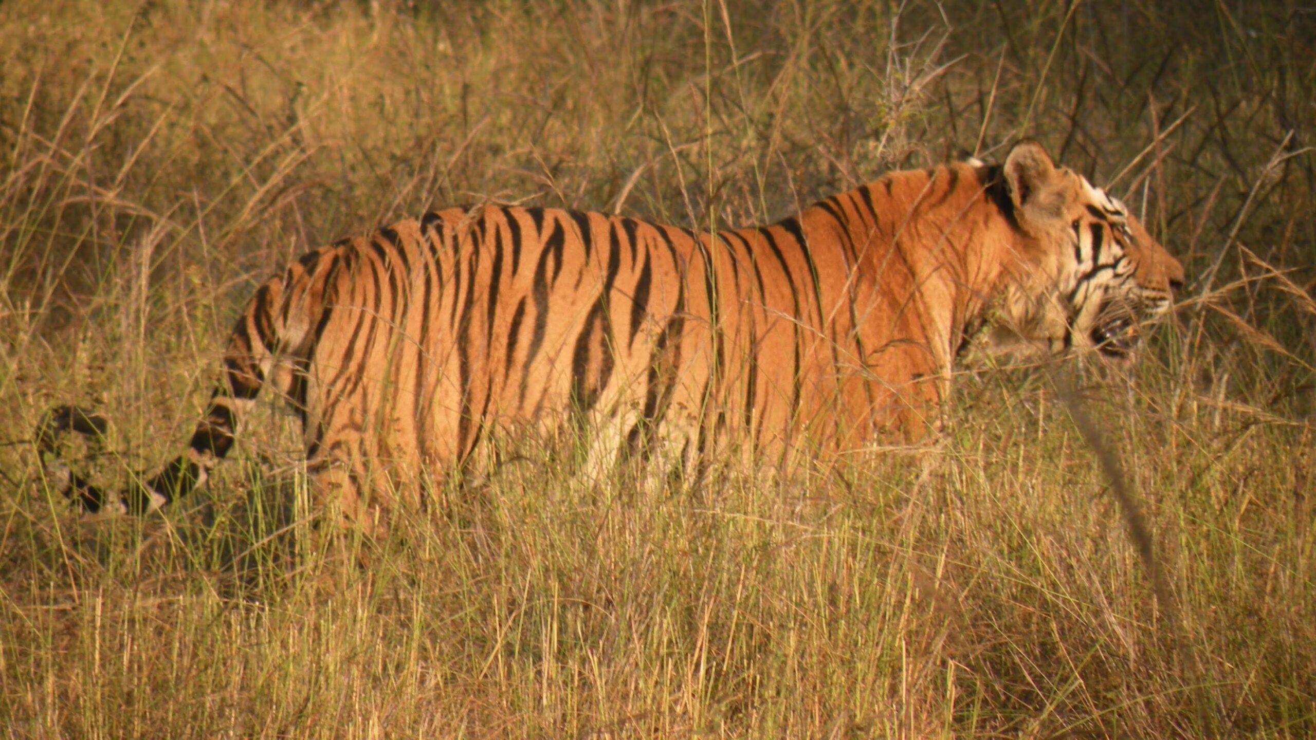 Your perfect safari • Safarinut